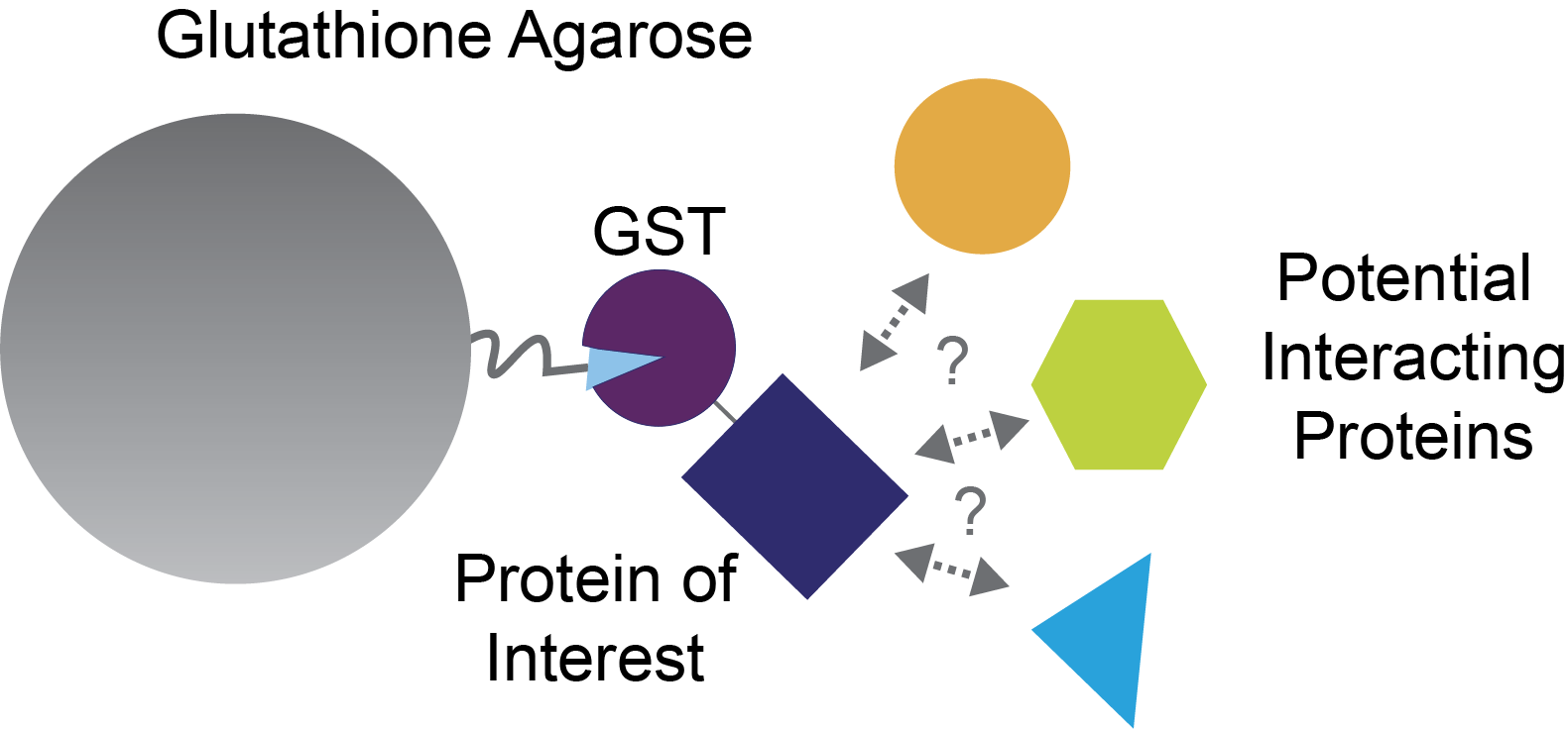 What is a GST Pull-Down Assay? The Complete Overview with Protocols and Analyses Guides | GoldBio